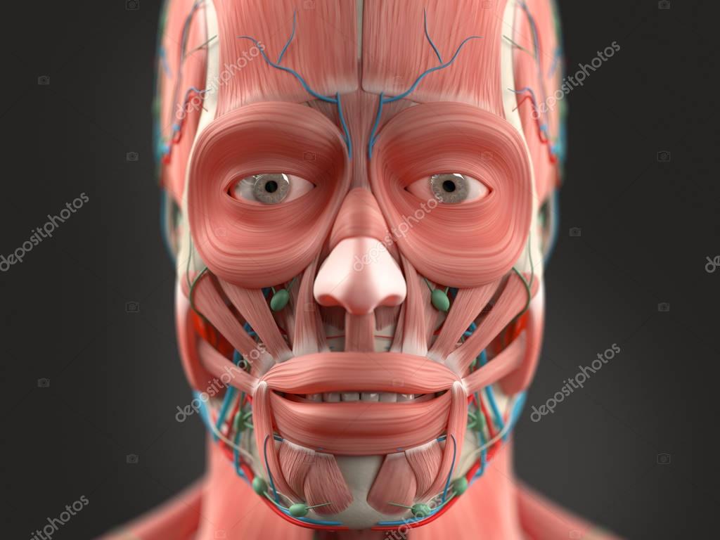 Human face anatomy model Stock Photo by ©AnatomyInsider 129016762