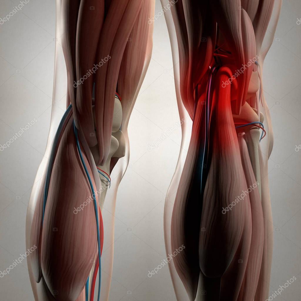 Human Back of legs anatomy — Stock Photo © AnatomyInsider #129018056