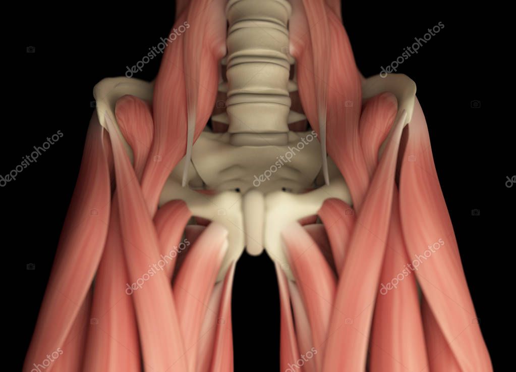 Human upper legs muscular system — Stock Photo © AnatomyInsider #129018072