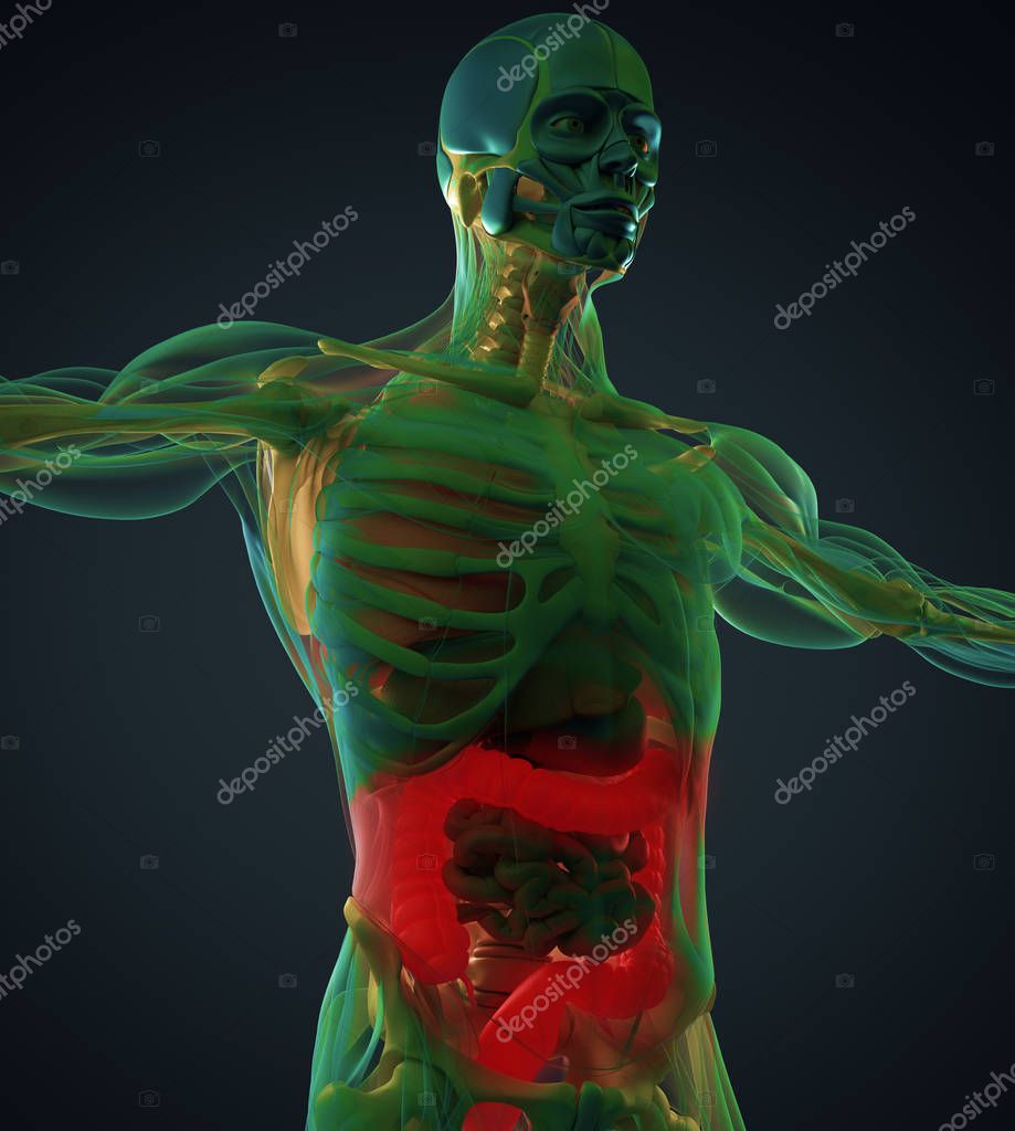 Modelo de anatomía del colon humano 2022