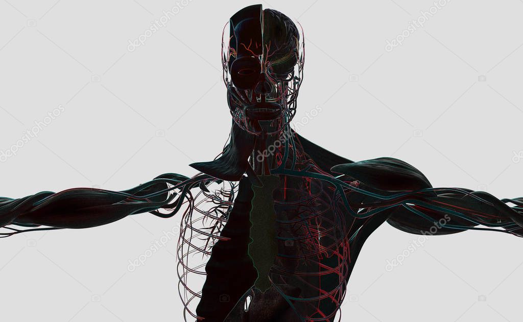 Male anatomy model Stock Photo by ©AnatomyInsider 129018708