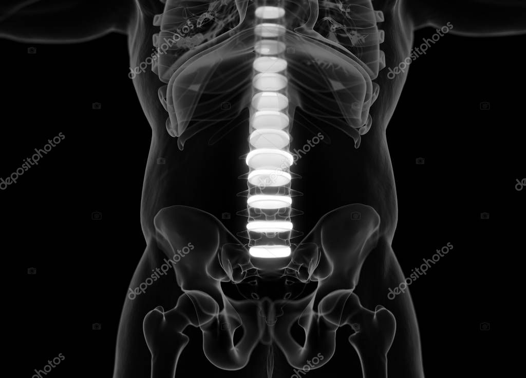 Modelo de anatomía de discos vertebrales humanos: fotografía de stock ...