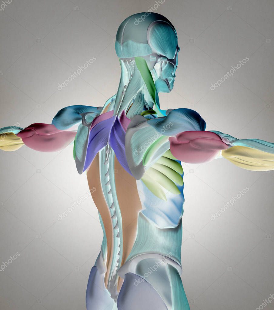 Male torso back muscles Stock Photo by ©AnatomyInsider 129019084