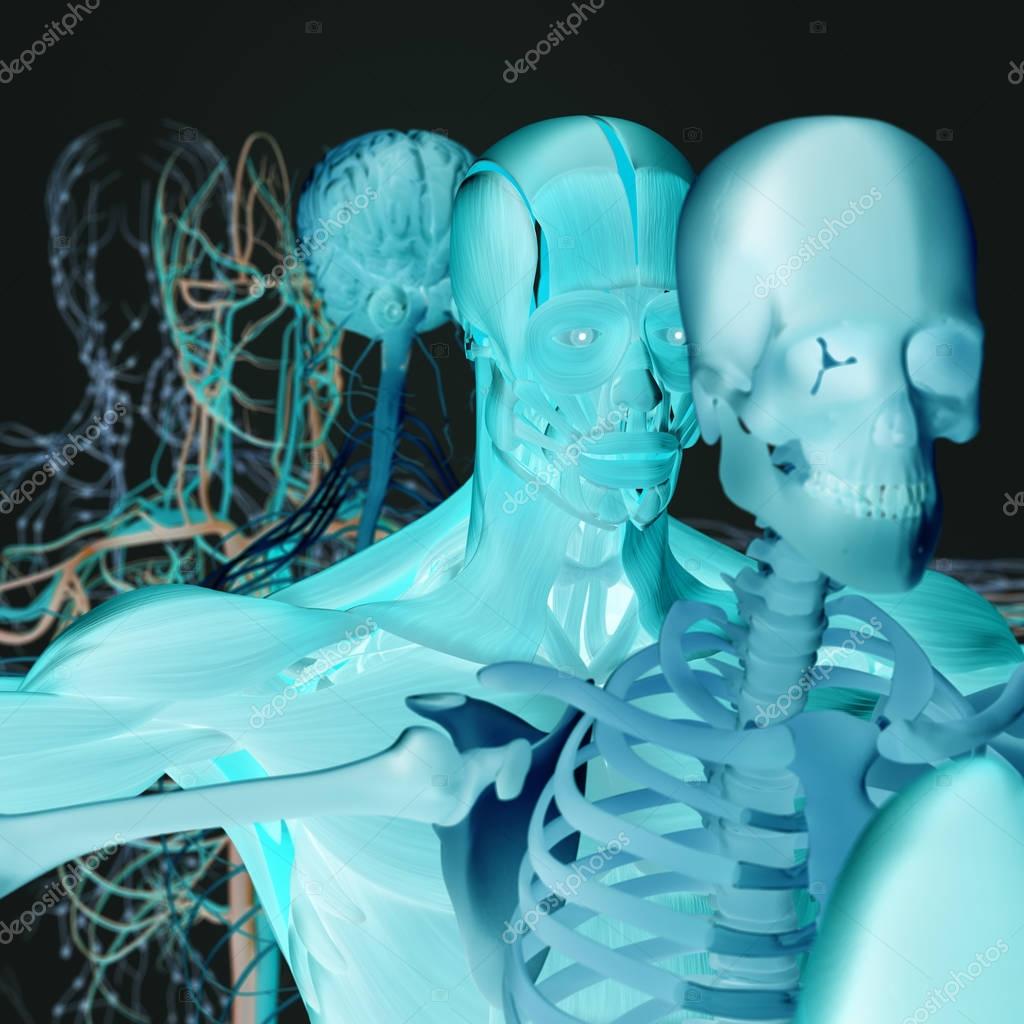 Human anatomy exploded view Stock Photo by ©AnatomyInsider 129019280