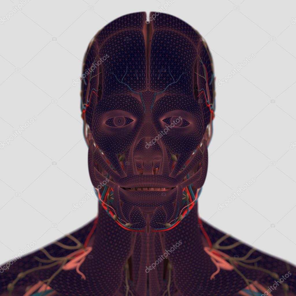 Male anatomy model — Stock Photo © AnatomyInsider #129019754