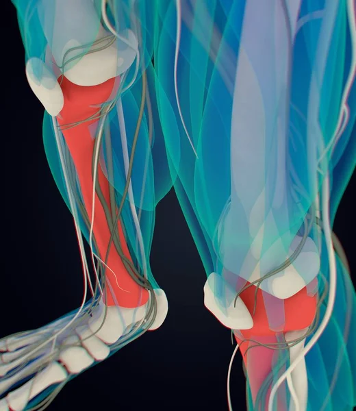 Hamstring muscle group anatomy model ⬇ Stock Photo, Image by ...