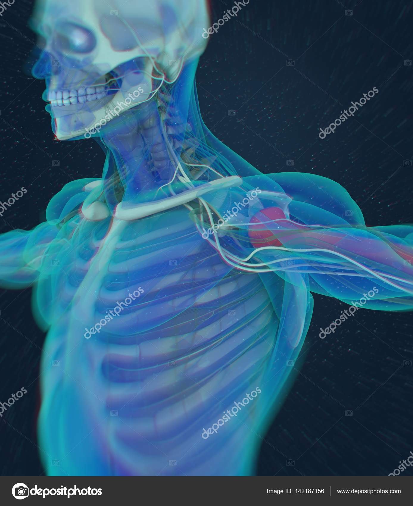 Human humerus anatomy model — Stock Photo © AnatomyInsider #142187156