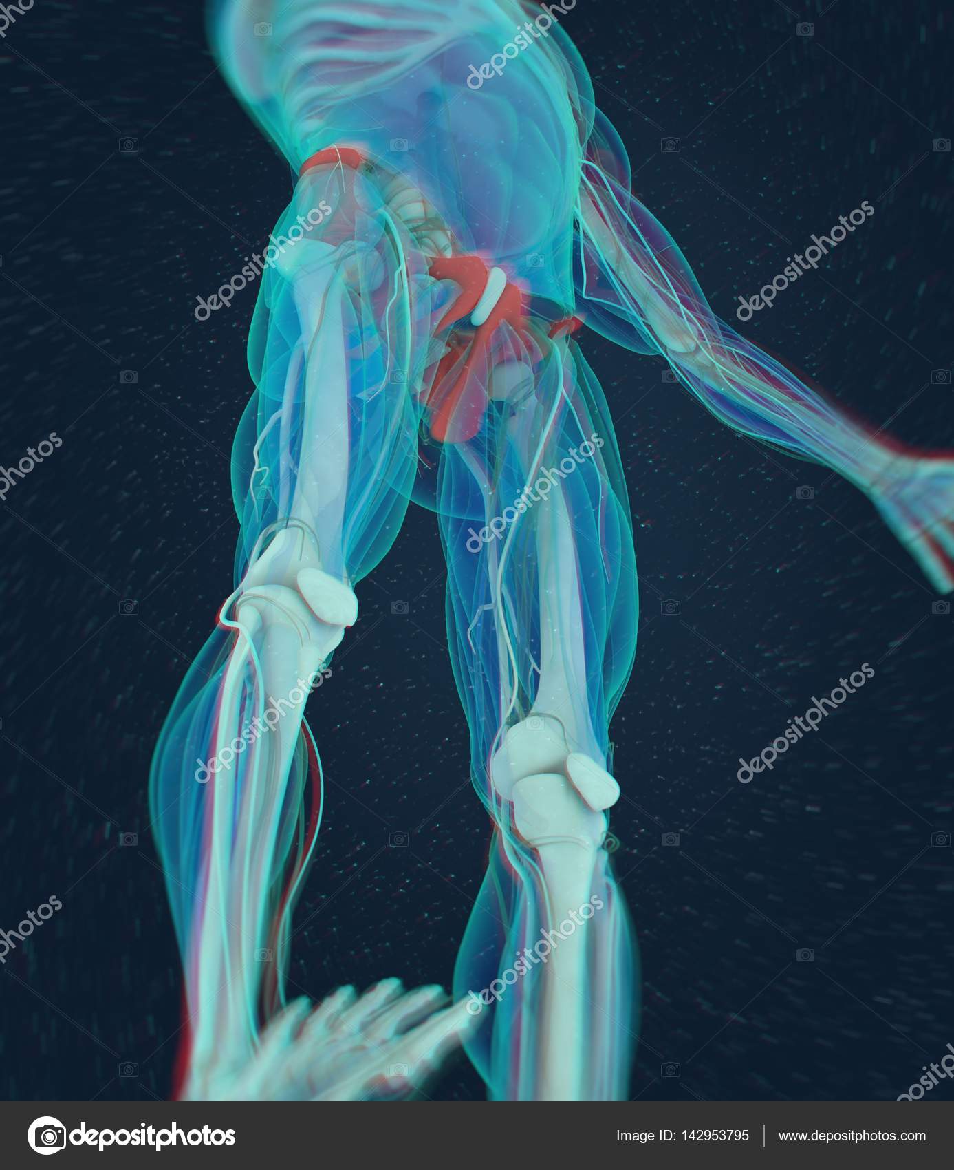 Ilium anatomy model Stock Photo by ©AnatomyInsider 142953795
