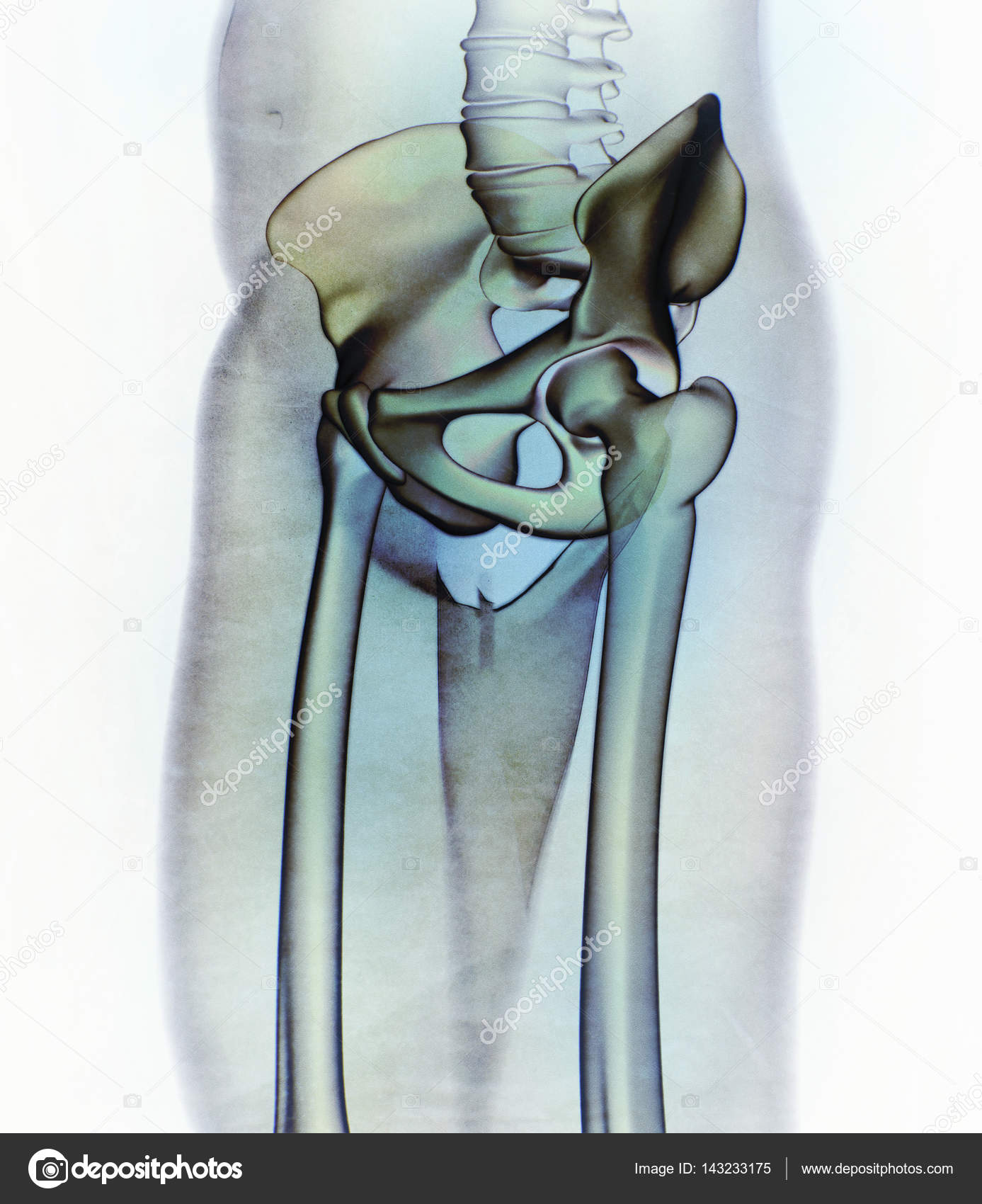 Modelo anatômico do ílio fotos, imagens de © AnatomyInsider #143233175