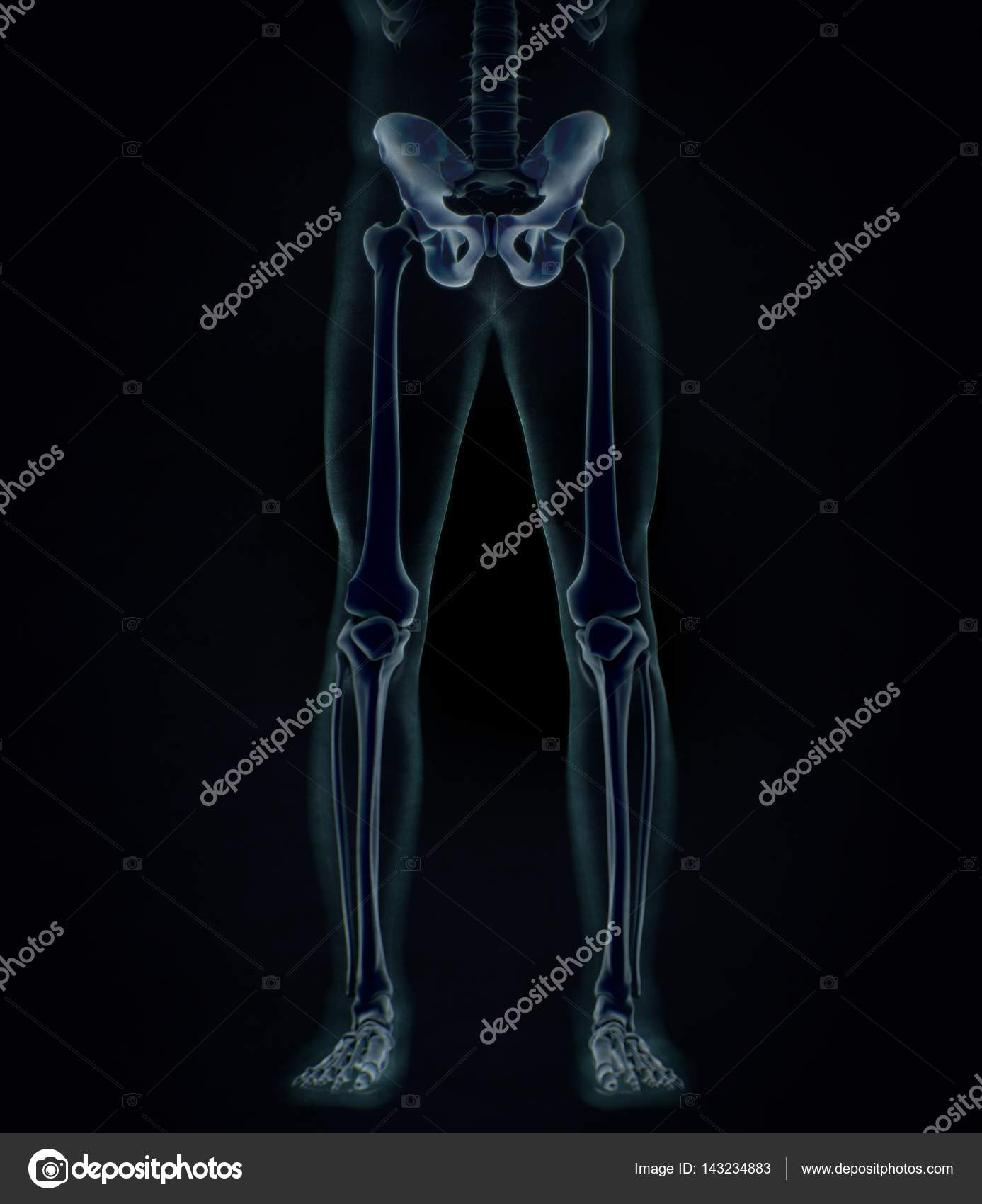 Ilium anatomy model — Stock Photo © AnatomyInsider #143234883