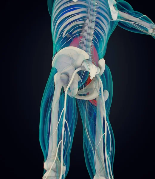 Female psoas muscles anatomy model Stock Photo by ©AnatomyInsider 148661187