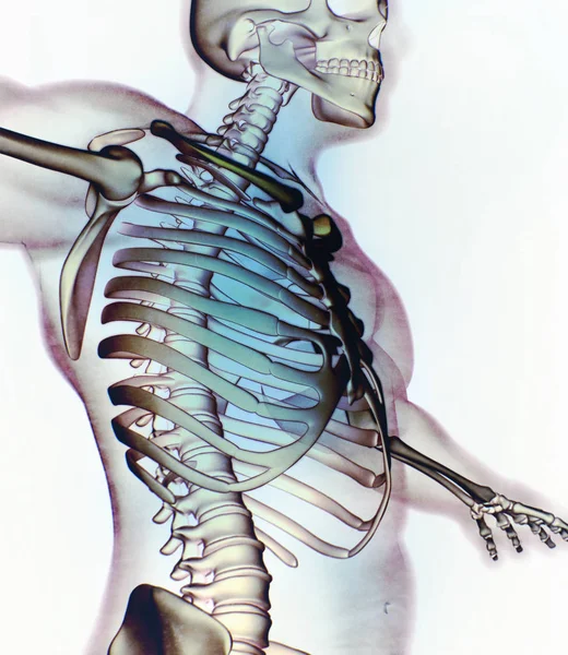 Bones anatomy Stock Photos, Royalty Free Bones anatomy Images ...