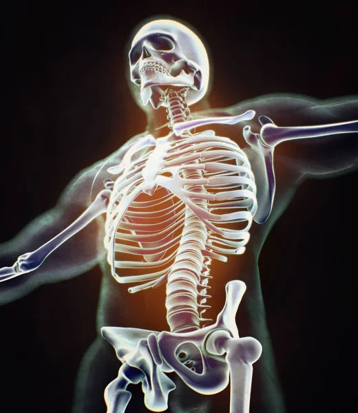 Human anatomy exploded view Stock Photo by ©AnatomyInsider 129010772