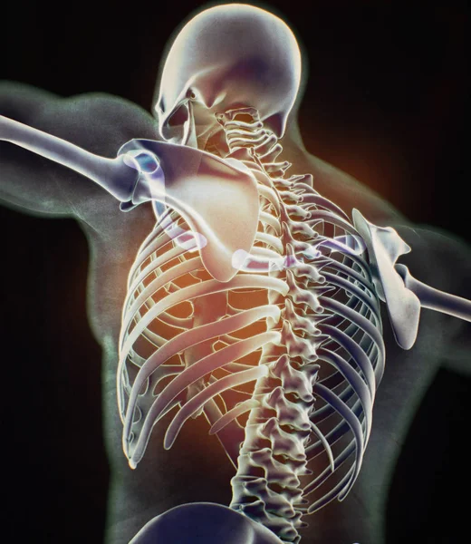 Bones anatomy Stock Photos, Royalty Free Bones anatomy Images ...