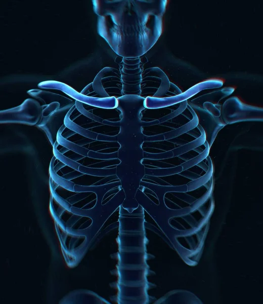 Clavicula Stock Photos, Royalty Free Clavicula Images | Depositphotos