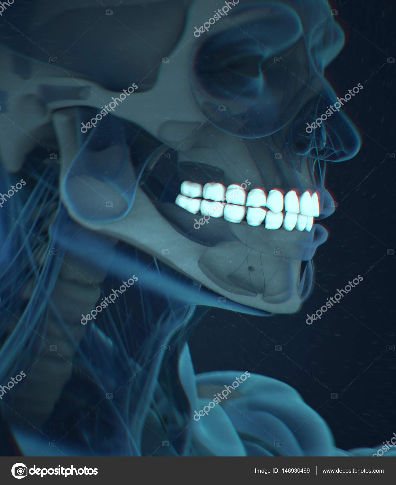 Human teeth anatomy model Stock Photo by ©AnatomyInsider 146930469