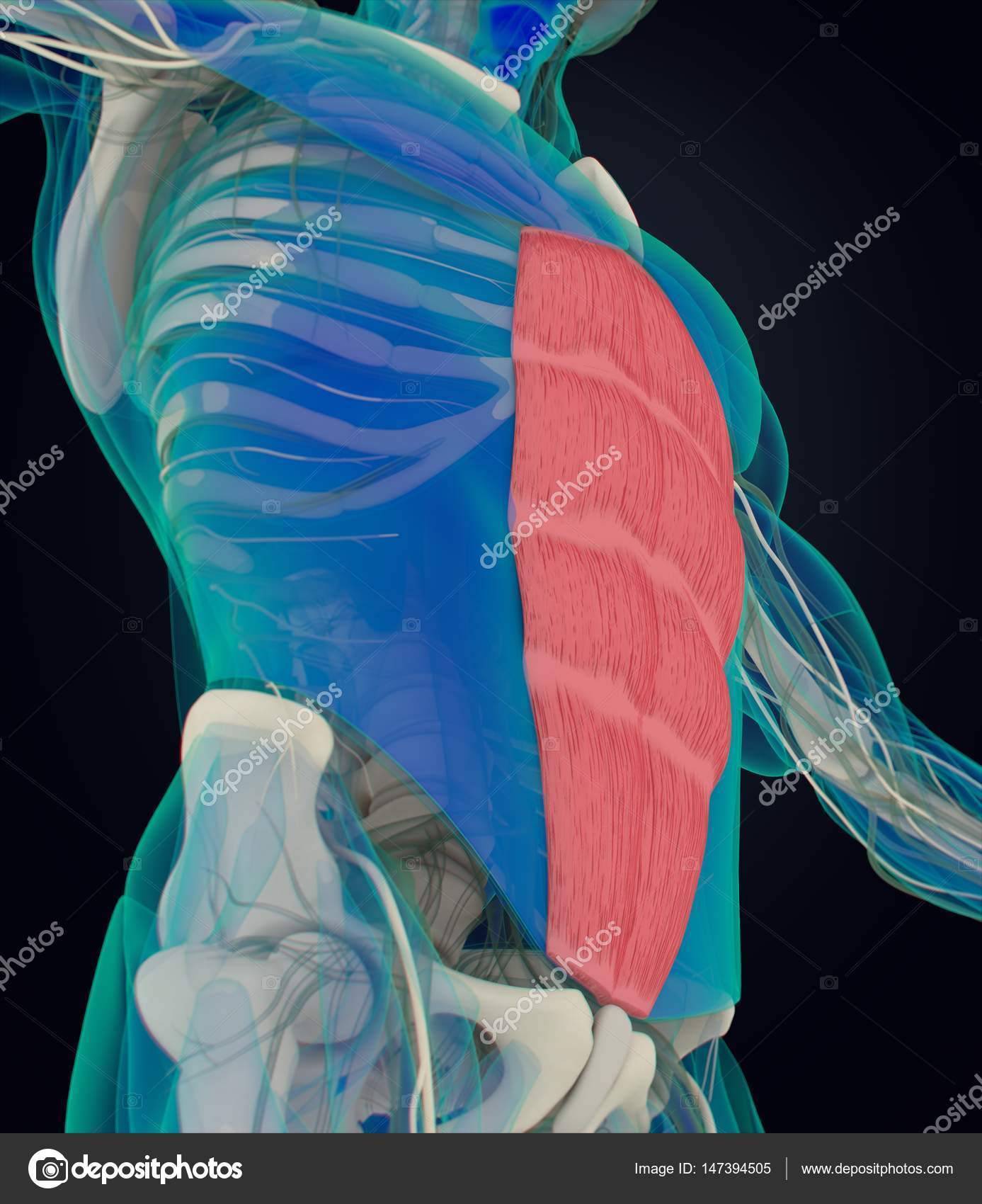 Modelo de anatomía del recto abdominal humano: fotografía de stock ...