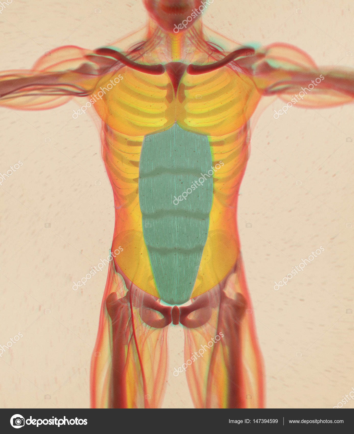 Modelo de anatomía del recto abdominal humano — Foto de stock ...