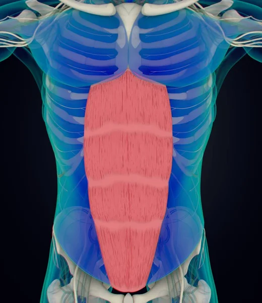 Anatomy of rib Stock Photos, Royalty Free Anatomy of rib Images ...