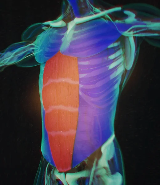 Psoas anatomy model — Stock Photo © AnatomyInsider #146210639