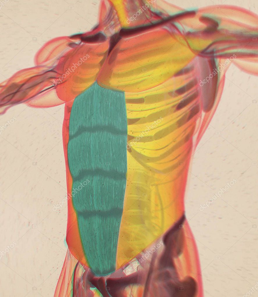 Fotos de Modelo de anatomía del recto abdominal humano - Imagen de ...