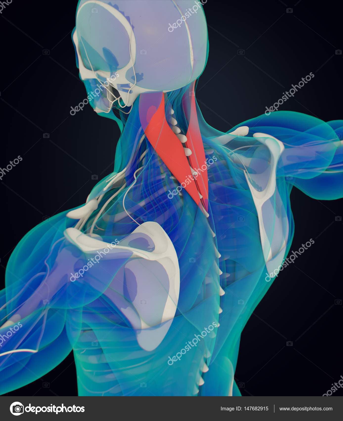 Human Splenius Capitis anatomy model — Stock Photo © AnatomyInsider ...