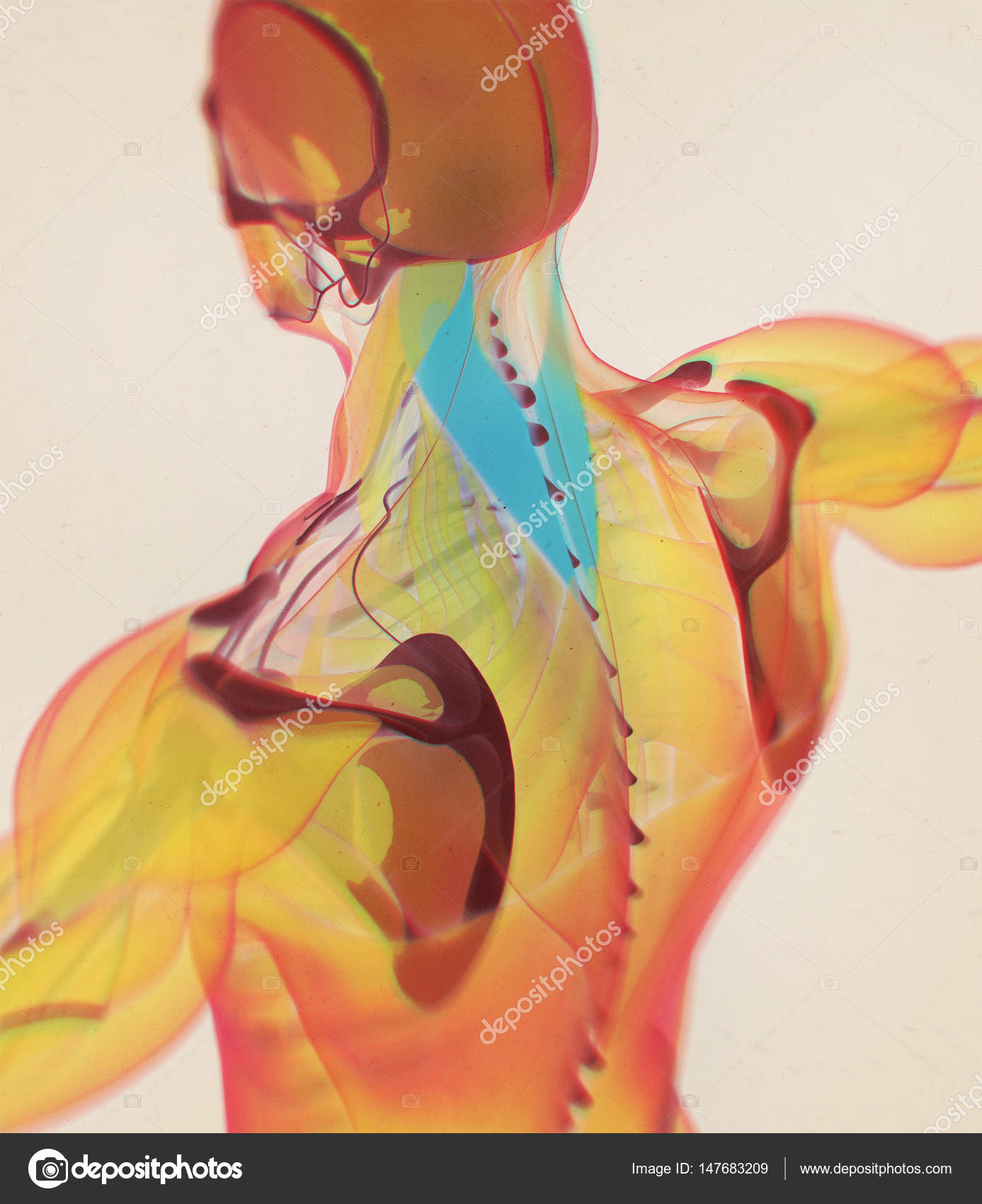 Human Splenius Capitis anatomy model — Stock Photo © AnatomyInsider ...
