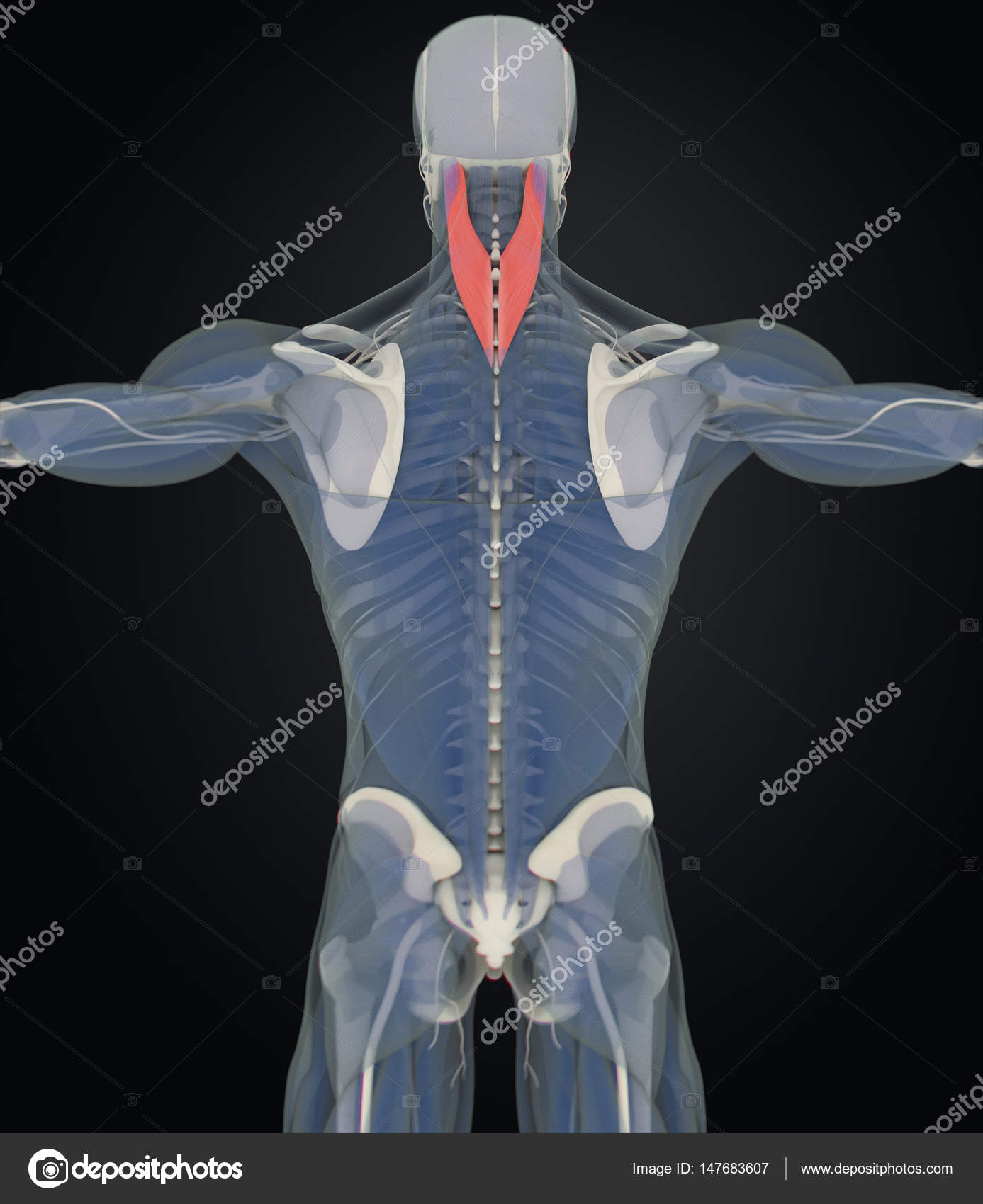 Splenius Capitis Muscle