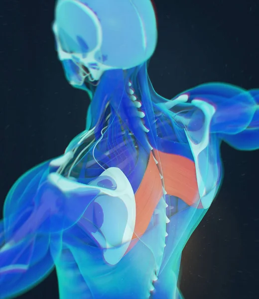 Back muscles anatomy Stock Photos, Royalty Free Back muscles anatomy ...