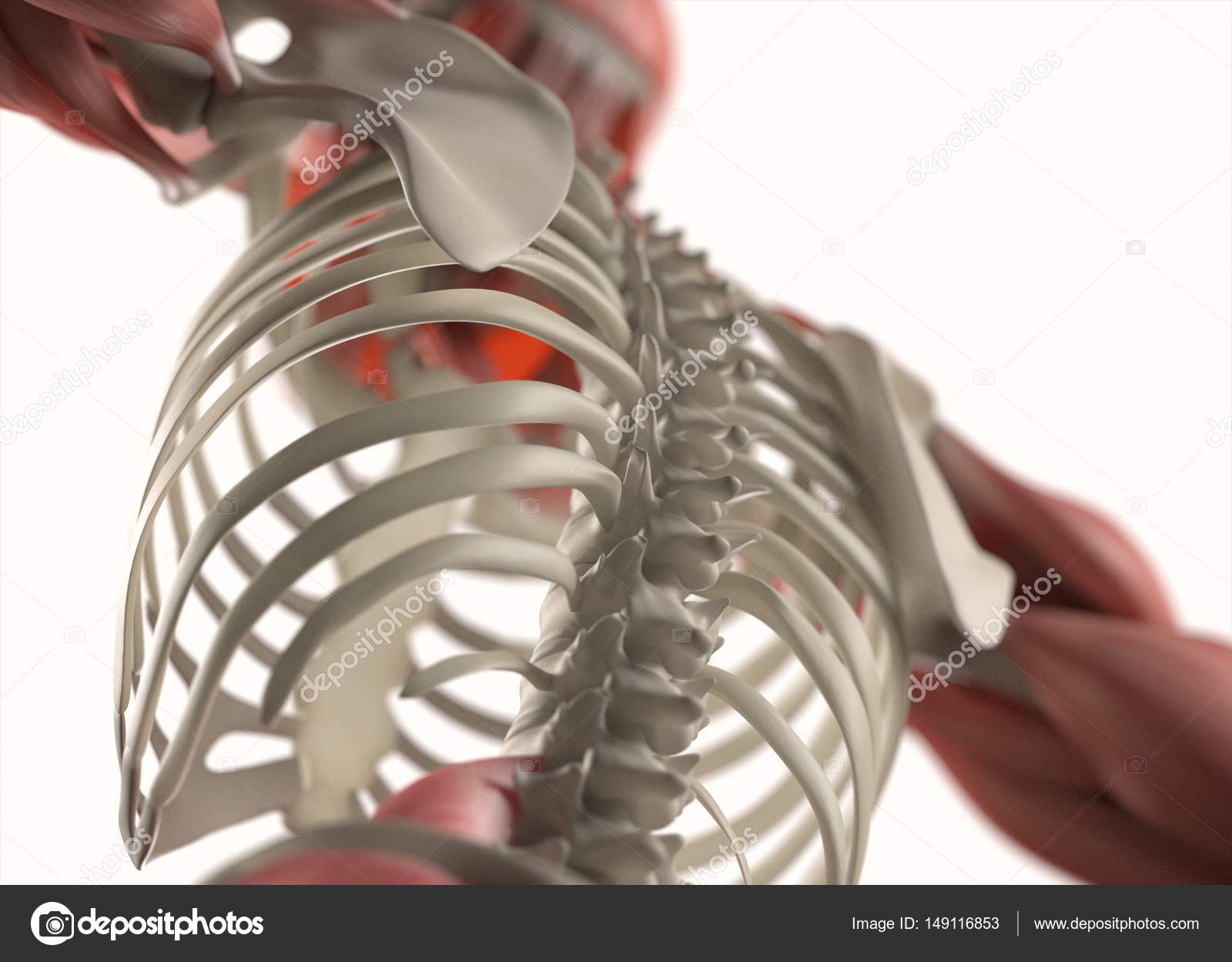 Human back anatomy model Stock Photo by ©AnatomyInsider 149116853