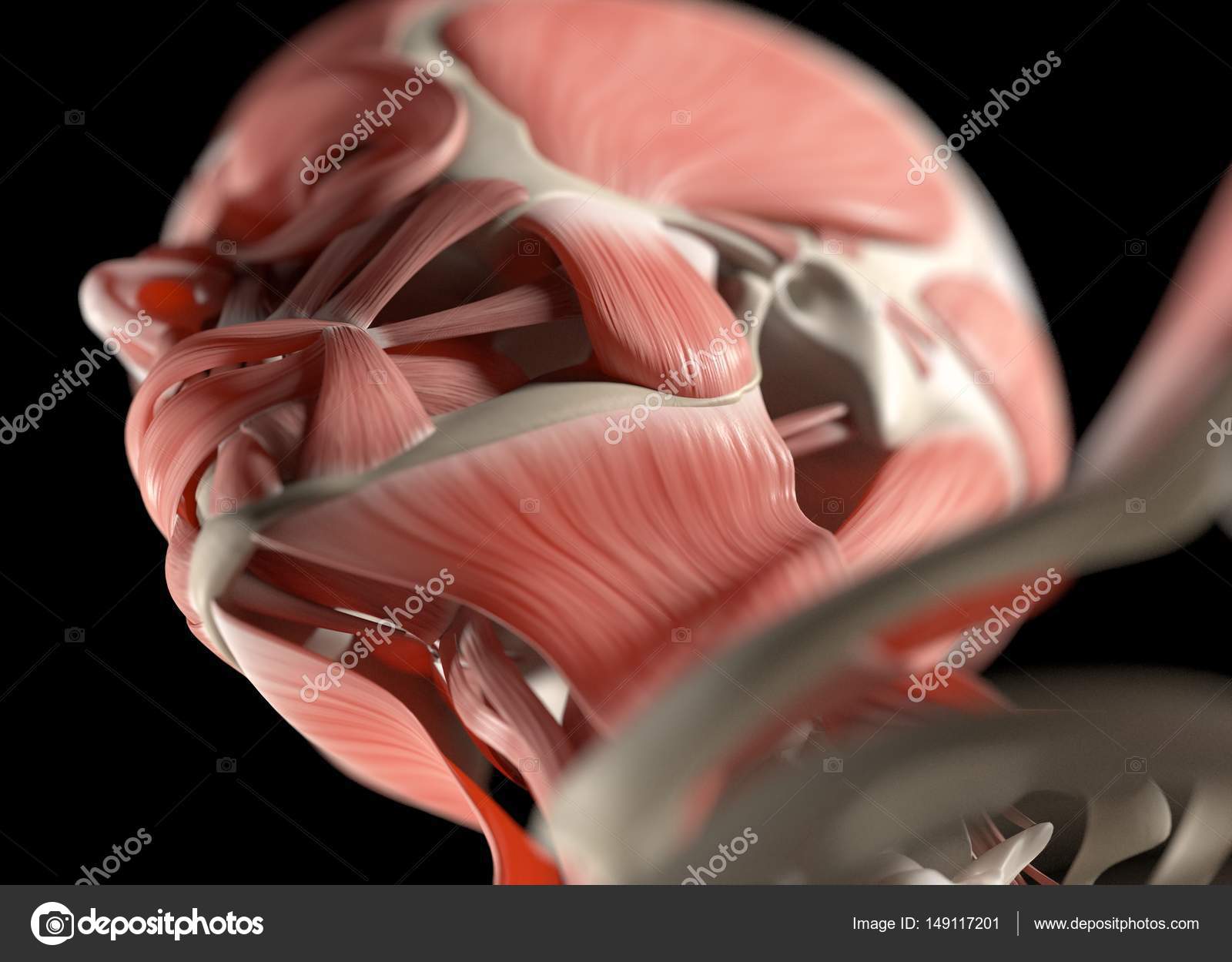 Human face anatomy model — Stock Photo © AnatomyInsider #149117201