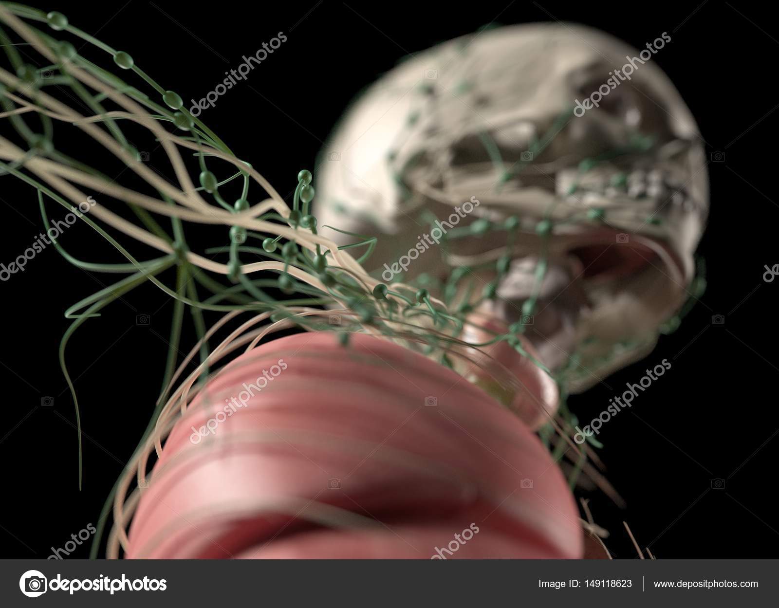 Human anatomy model with nerves — Stock Photo © AnatomyInsider #149118623