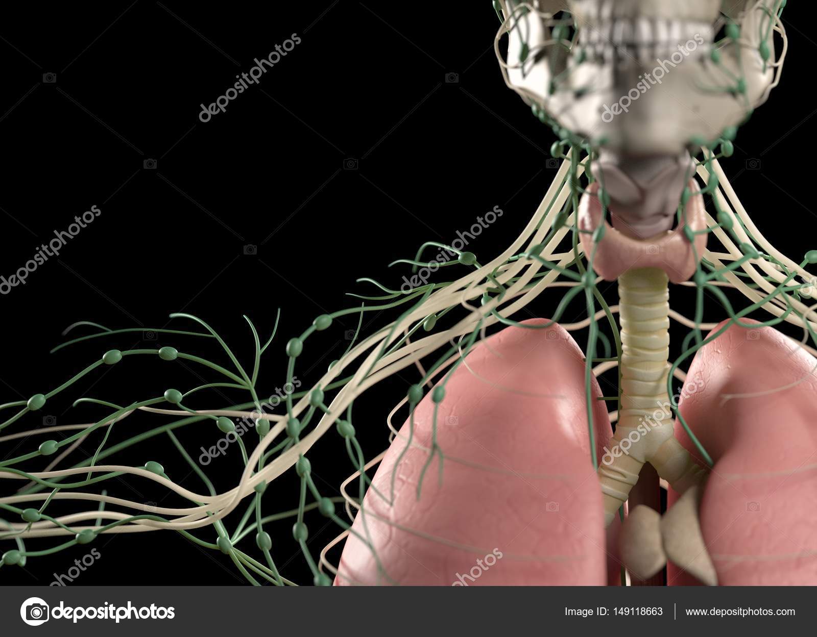 Human anatomy model with nerves — Stock Photo © AnatomyInsider #149118663