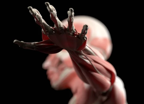 Human hand anatomy model Stock Photo by ©AnatomyInsider 149119733