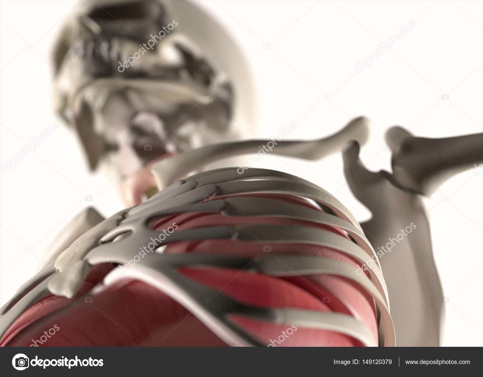 Human rib cage anatomy model Stock Photo by ©AnatomyInsider 149120379