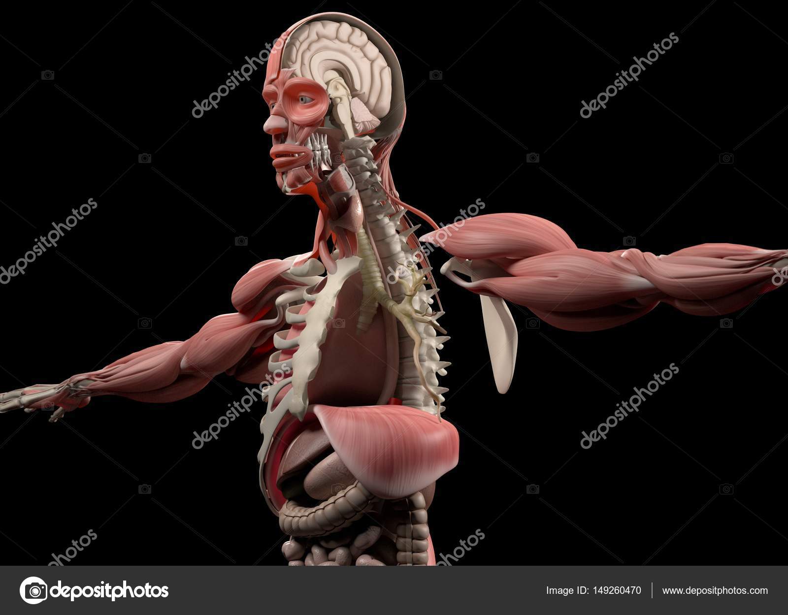 Half Skeleton Half Human Body