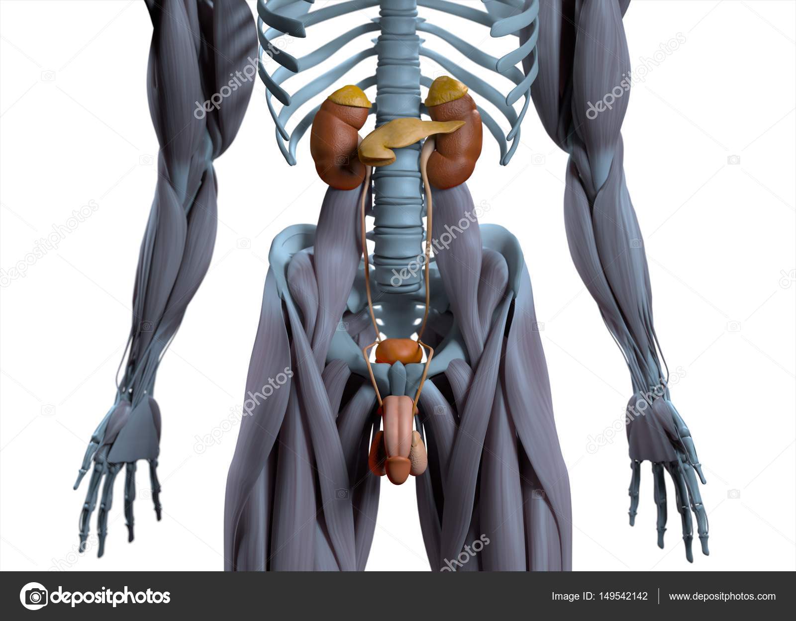 Mannelijke urinewegen anatomie model — Stockfoto © AnatomyInsider ...