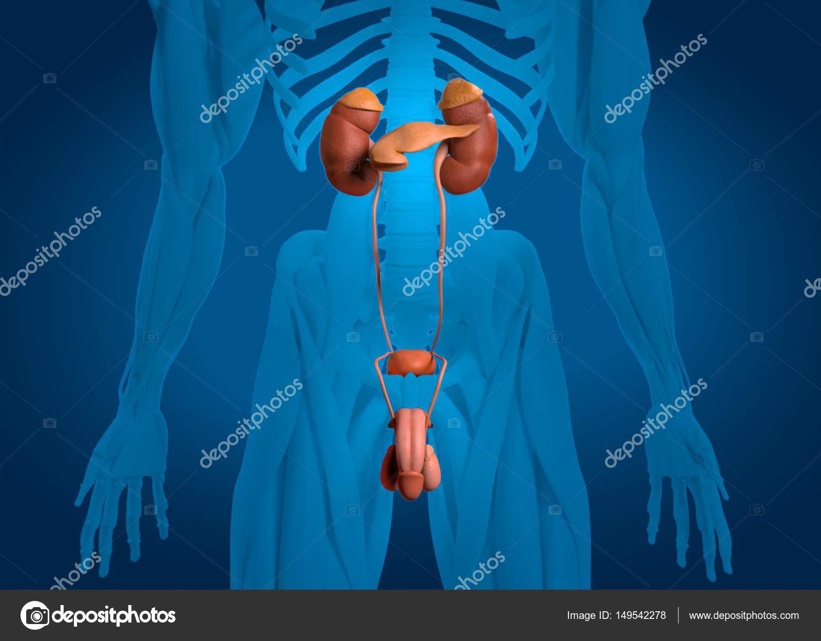 Male urinary system anatomy model Stock Illustration by ©AnatomyInsider ...