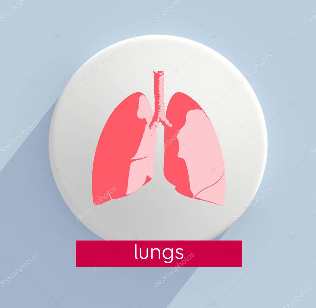 modelo de anatomía de los pulmones humanos icono 2024