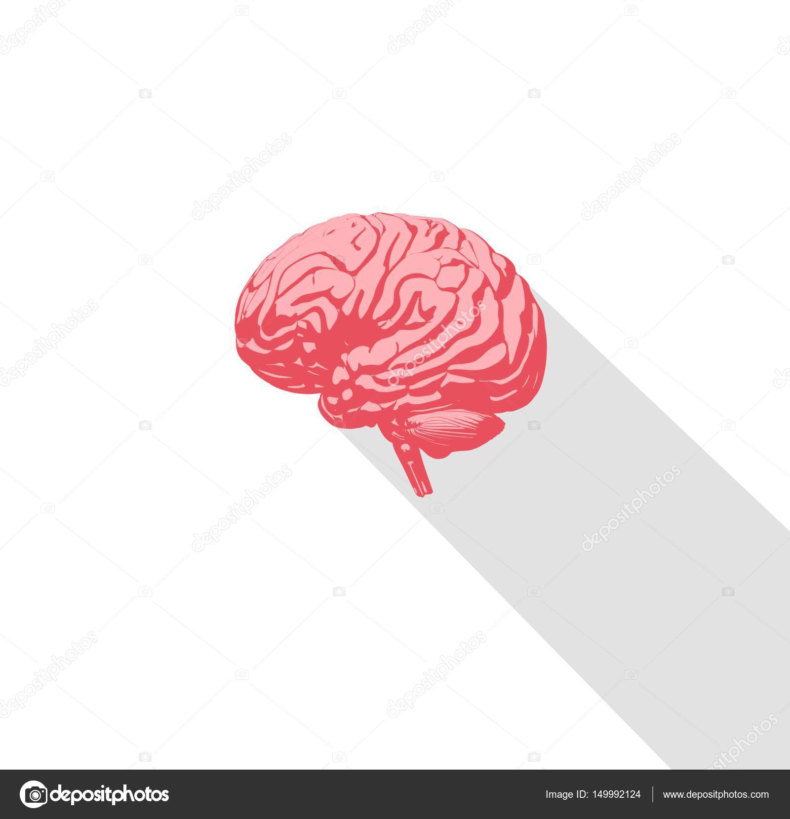 Human brain anatomy model icon — Stock Photo © AnatomyInsider #149992124