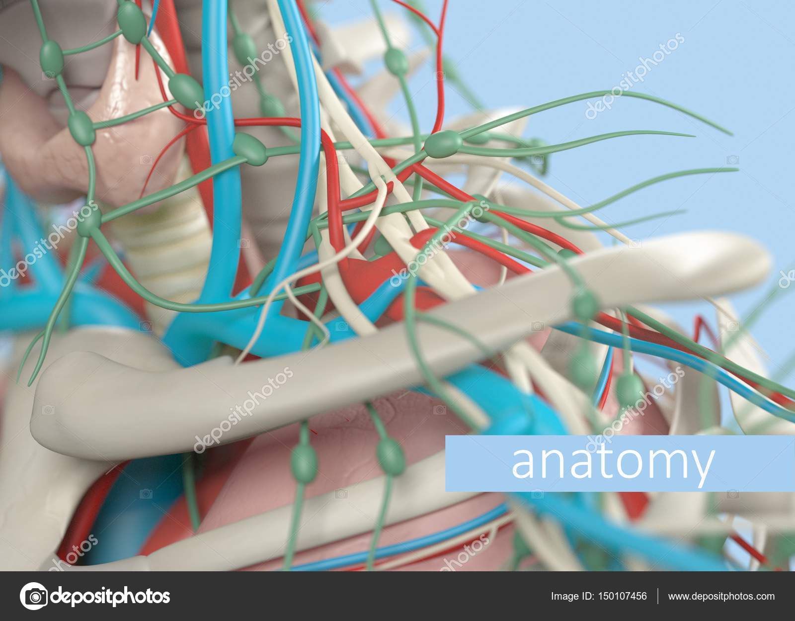 Images: shoulder anatomy | Human shoulder anatomy model — Stock Photo ...