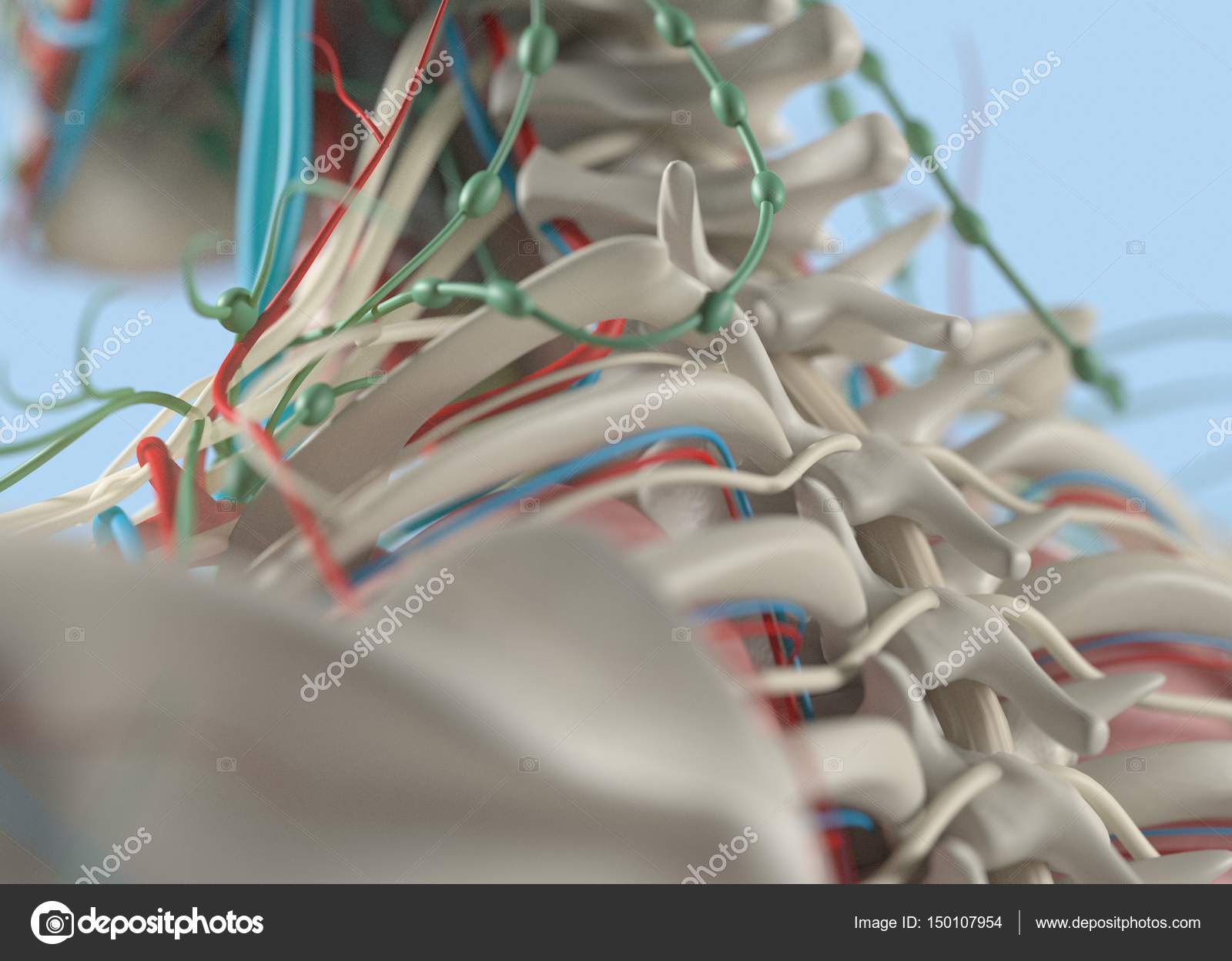 Modelo de anatomia da coluna vertebral humana — Foto © AnatomyInsider ...