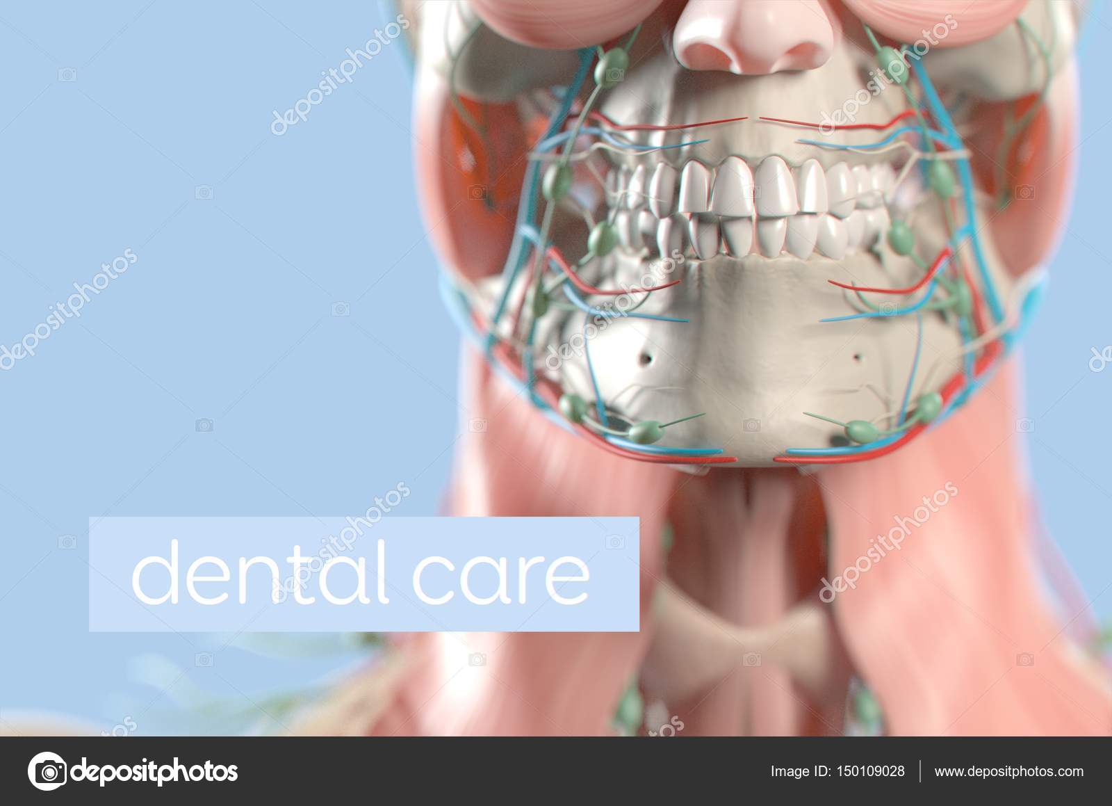 Human teeth anatomy model — Stock Photo © AnatomyInsider #150109028