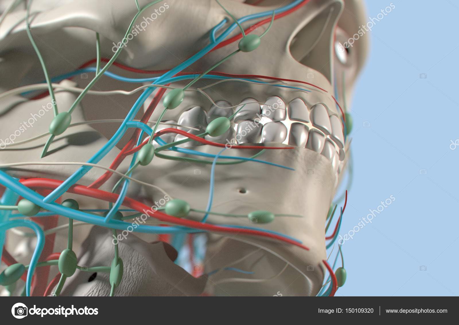 Human teeth anatomy model Stock Photo by ©AnatomyInsider 150109320