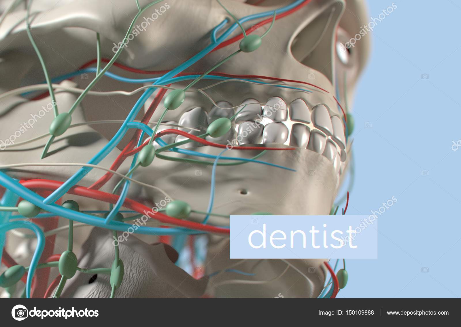 Human teeth anatomy model Stock Photo by ©AnatomyInsider 150109888