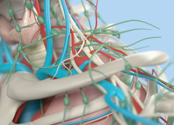 Images: shoulder anatomy | Human shoulder anatomy model — Stock Photo ...