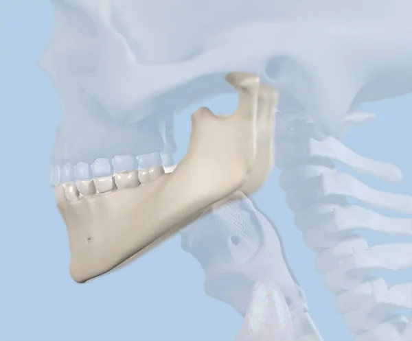 Tmj Temporomandibular Joints Healthy Occlusion Anatomy Medically ...