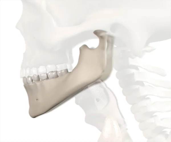 Tmj Temporomandibular Joints Healthy Occlusion Anatomy Medically ...