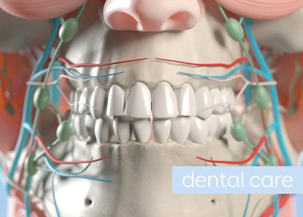 Teeth anatomy Stock Photos, Royalty Free Teeth anatomy Images ...