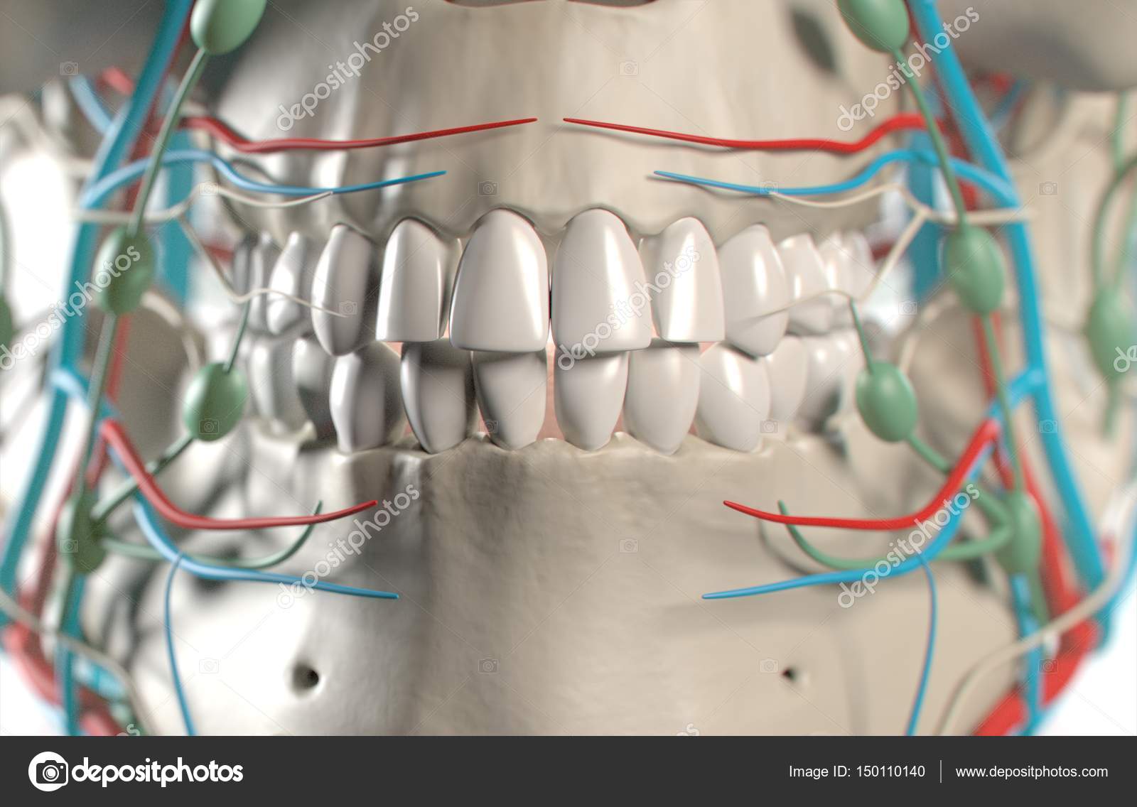 Human teeth anatomy model — Stock Photo © AnatomyInsider #150110140